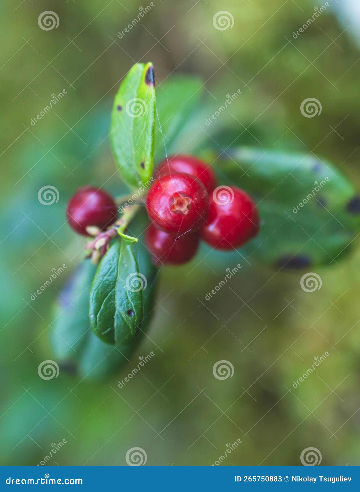 Process Of Harvesting And Collecting Berries In The National Park Of