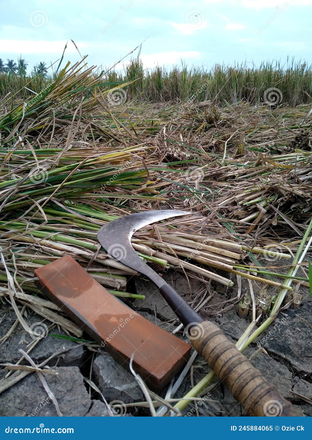 The Process of Harvesting Gardening with Simple Tools, Sickle Knife ...