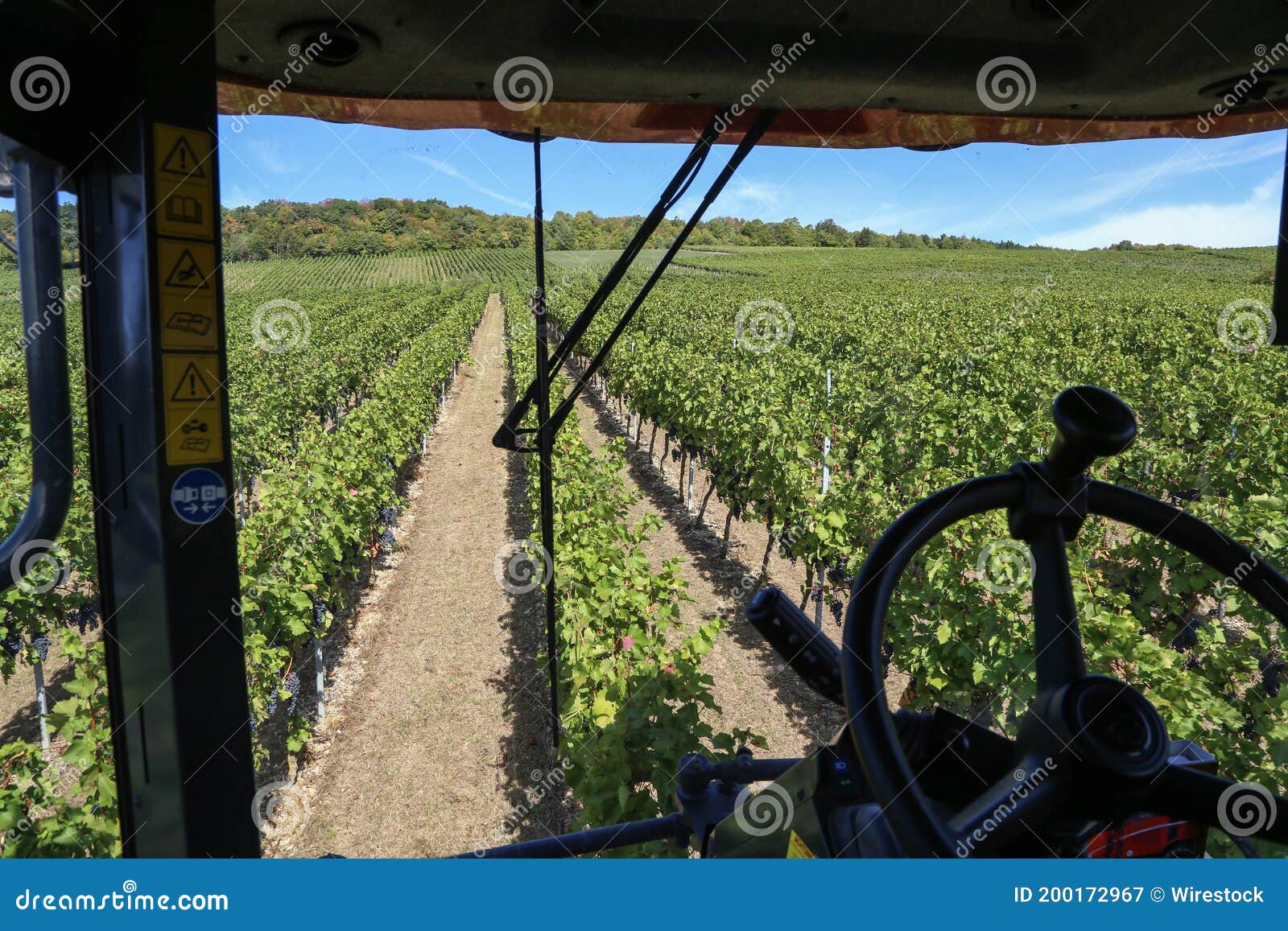 Process of Harvesting the Grapes Stock Image - Image of harvest, garden ...