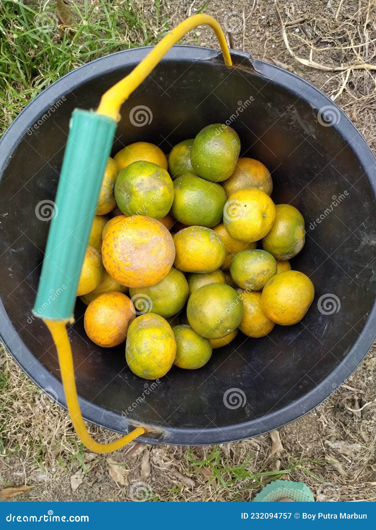 The Process of Harvesting Oranges Using a Black Bucket Stock Image ...
