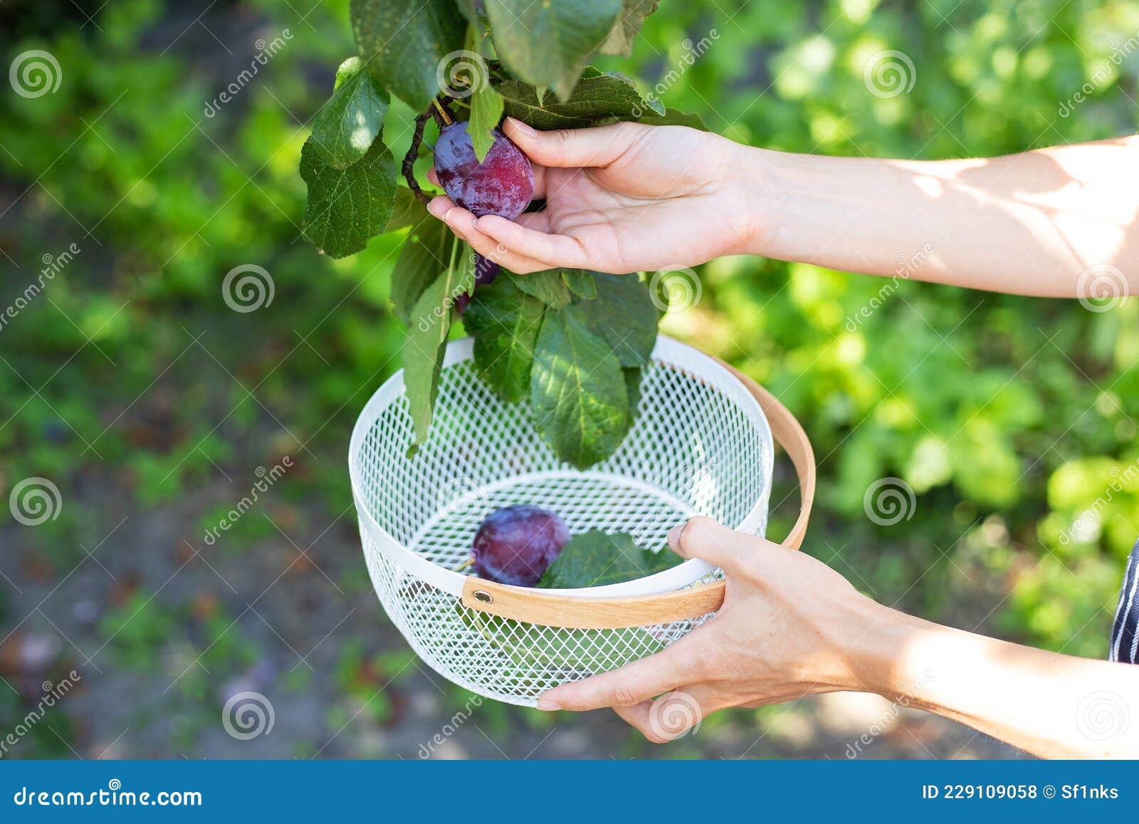The Process of Harvesting Plums, Blue Plums on the Tree, Future Prunes ...