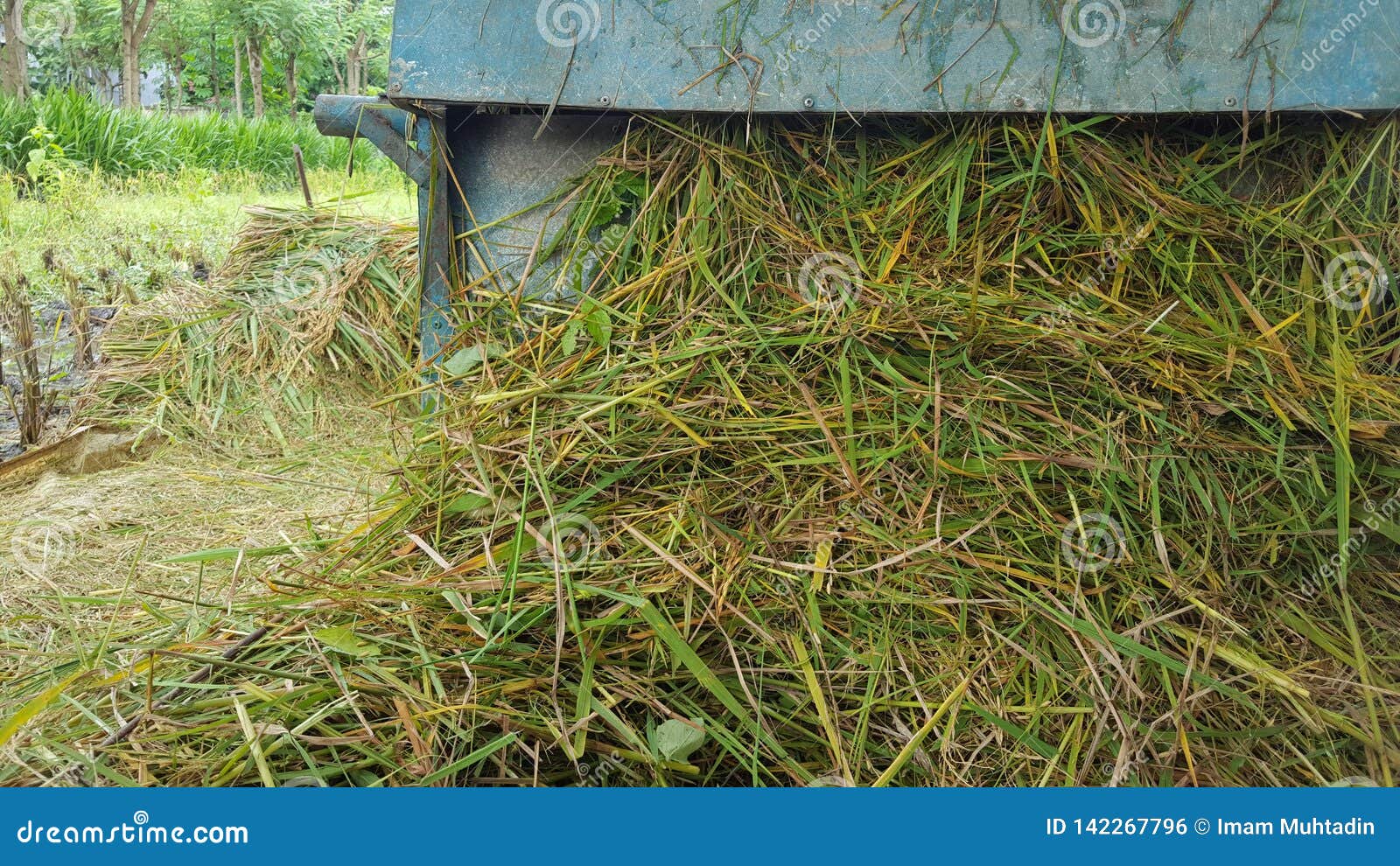 The Process of Harvesting Rice with a Modern Machine Stock Photo ...