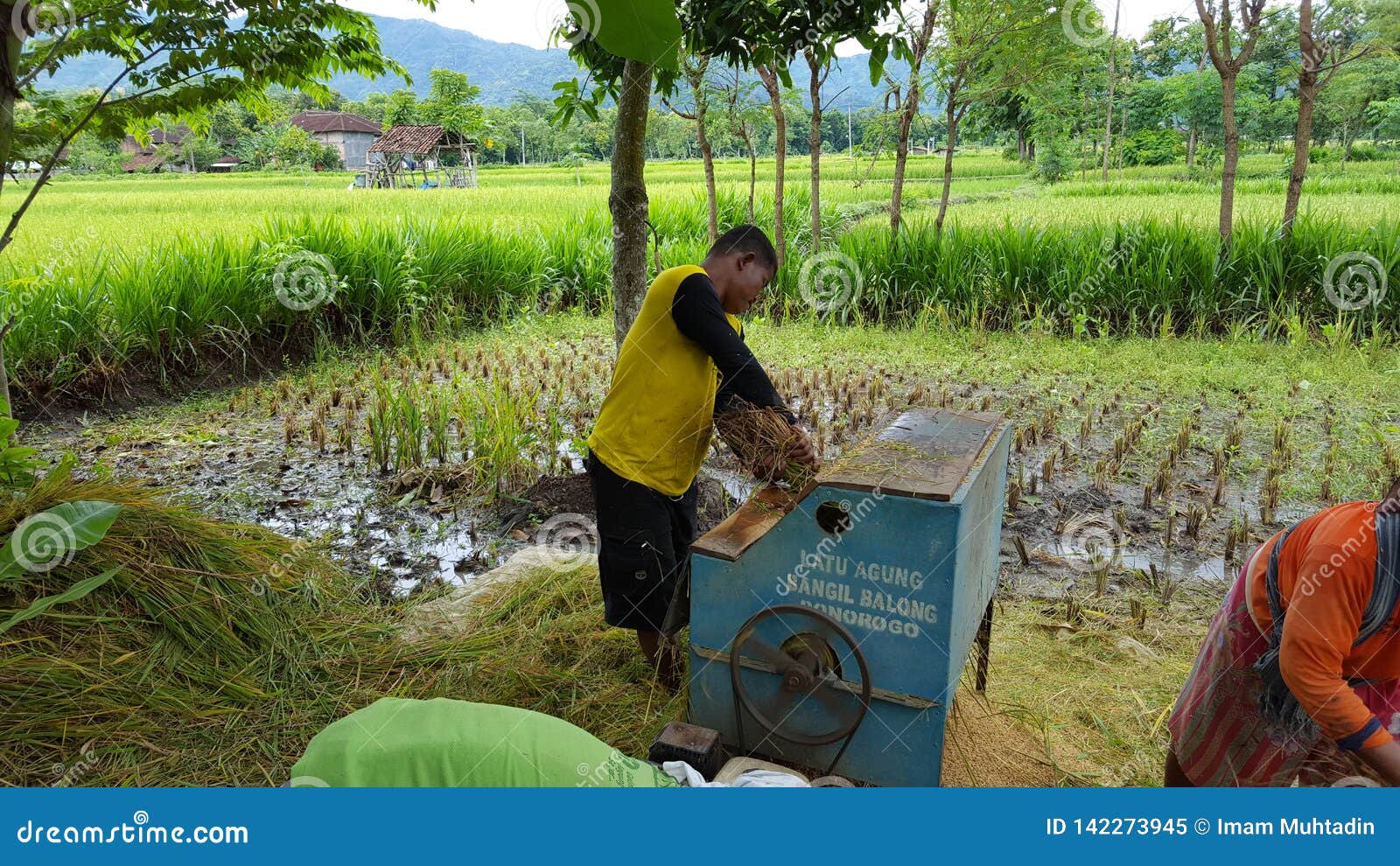 The Process of Harvesting Rice with a Modern Machine Editorial Image ...