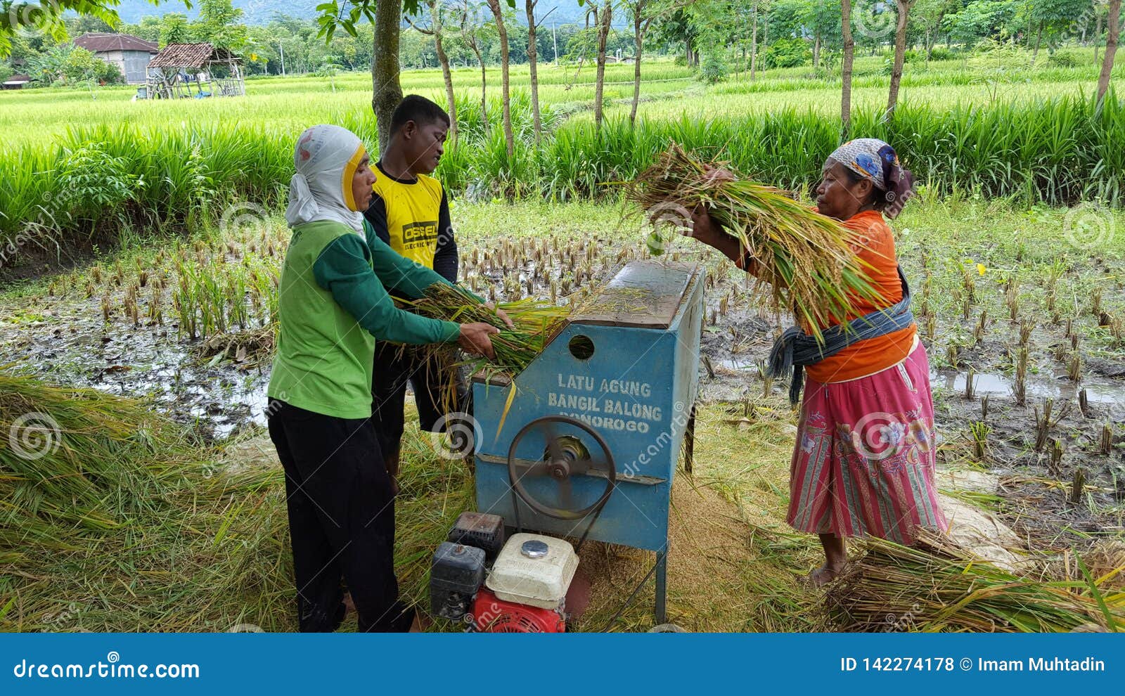 The Process of Harvesting Rice with a Modern Machine Editorial Stock ...