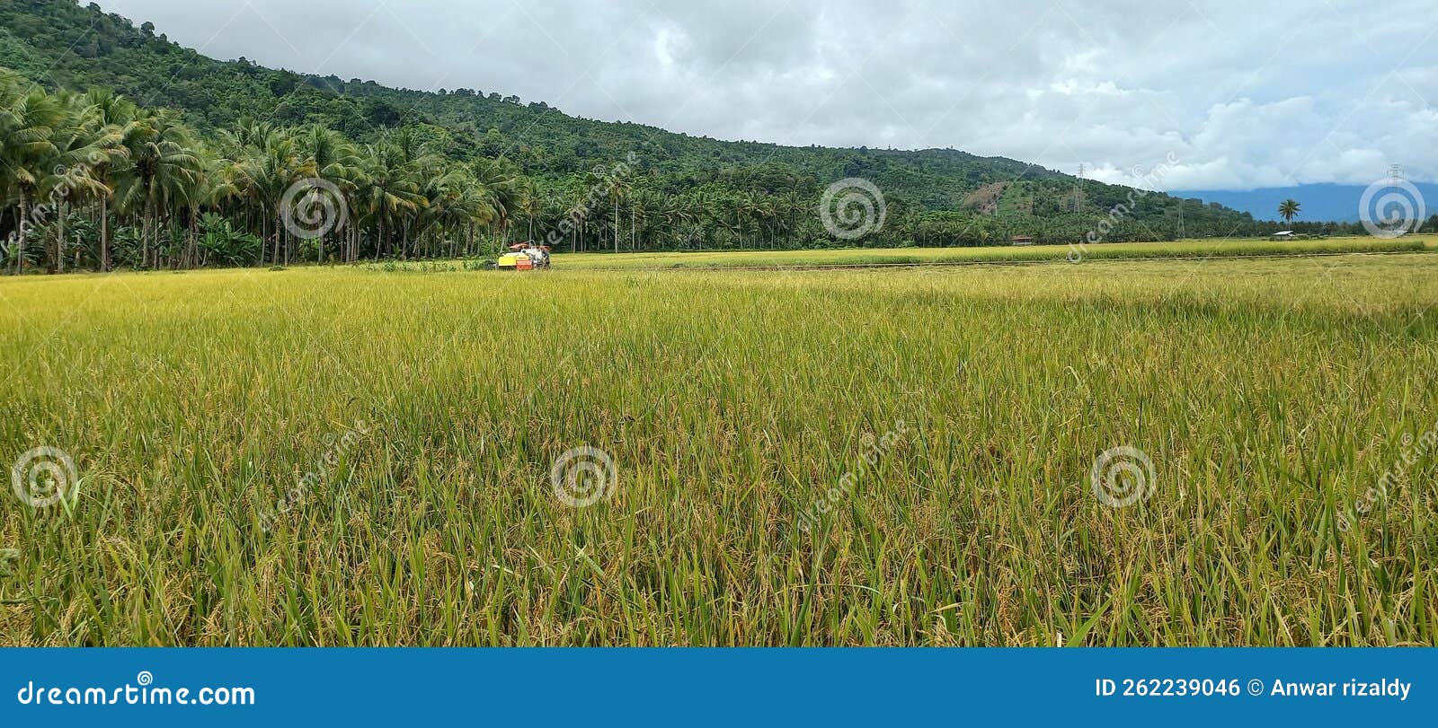 The Process of Harvesting Rice Using a Combine Machine Stock Photo ...