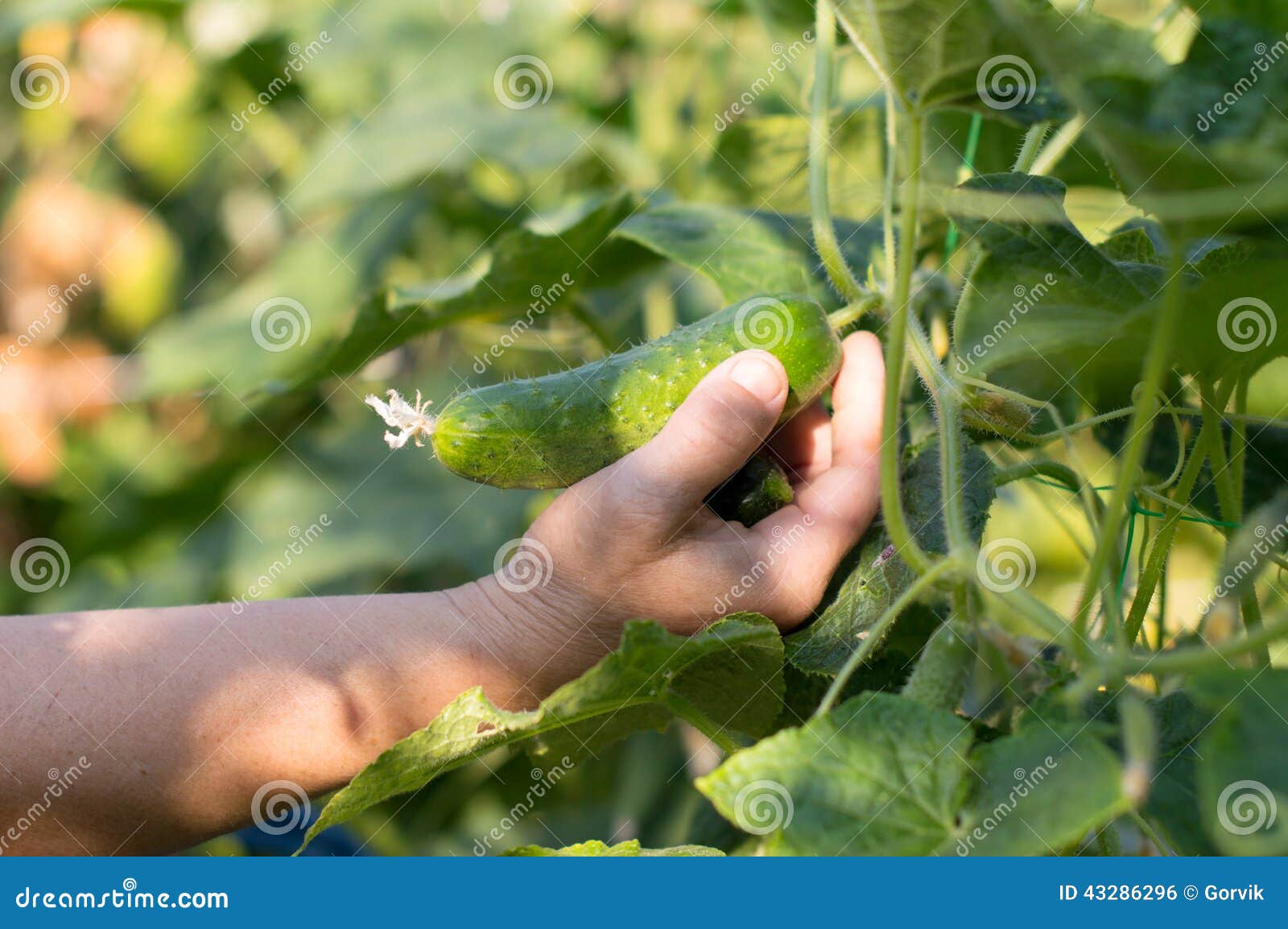 The Process of Harvesting Ripe Cucumbers Stock Photo - Image of body ...