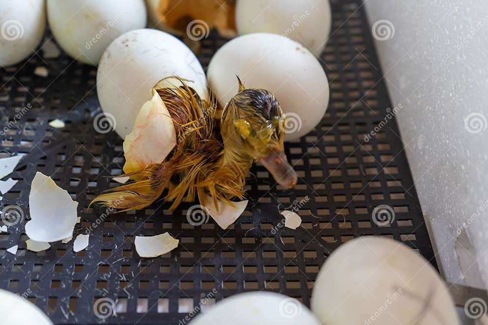 Process of Hatching from Goose Eggs in the Incubator Stock Photo ...