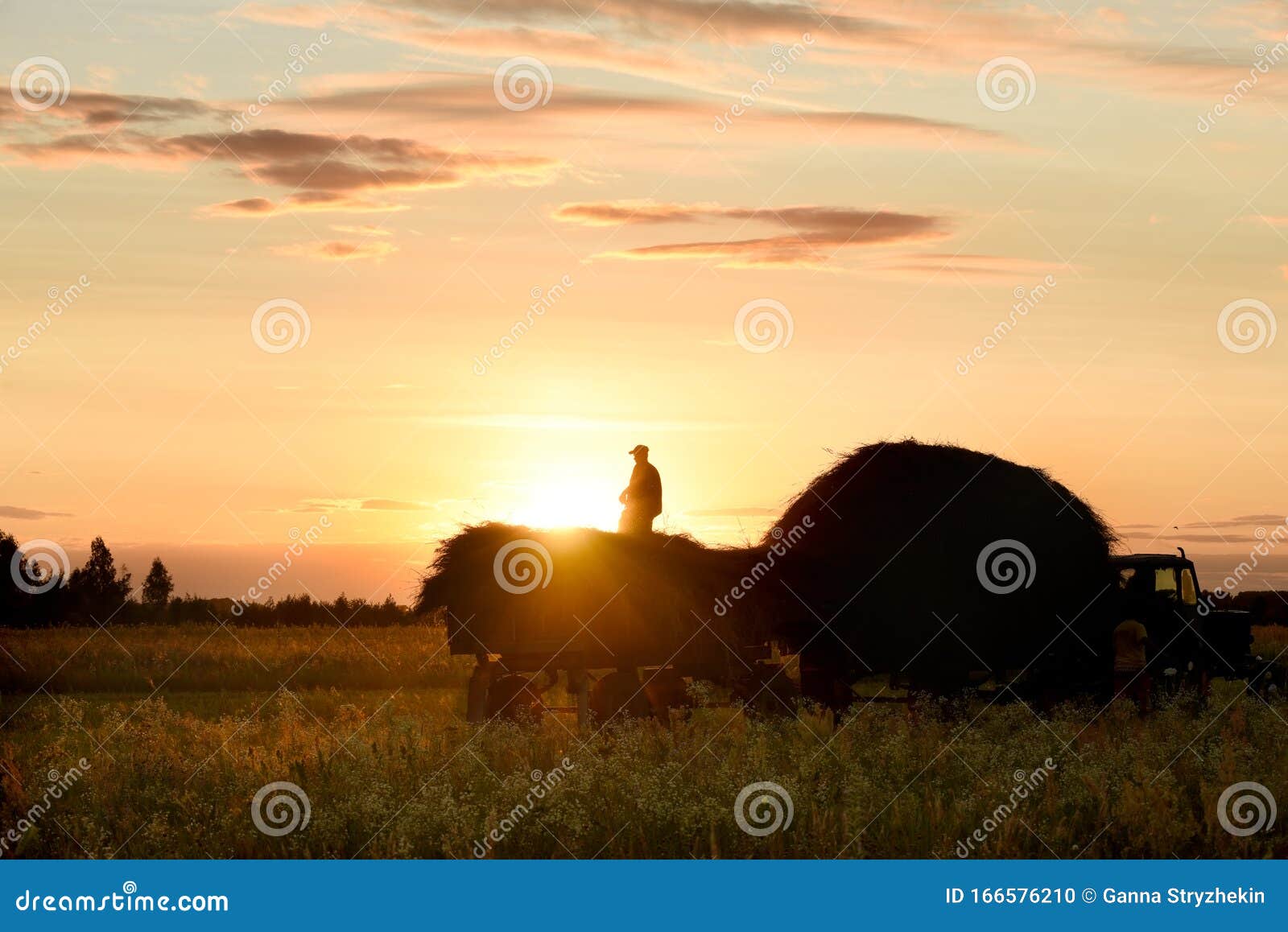 The Process of Haymaking by a Simple Farmer. Stock Photo - Image of ...