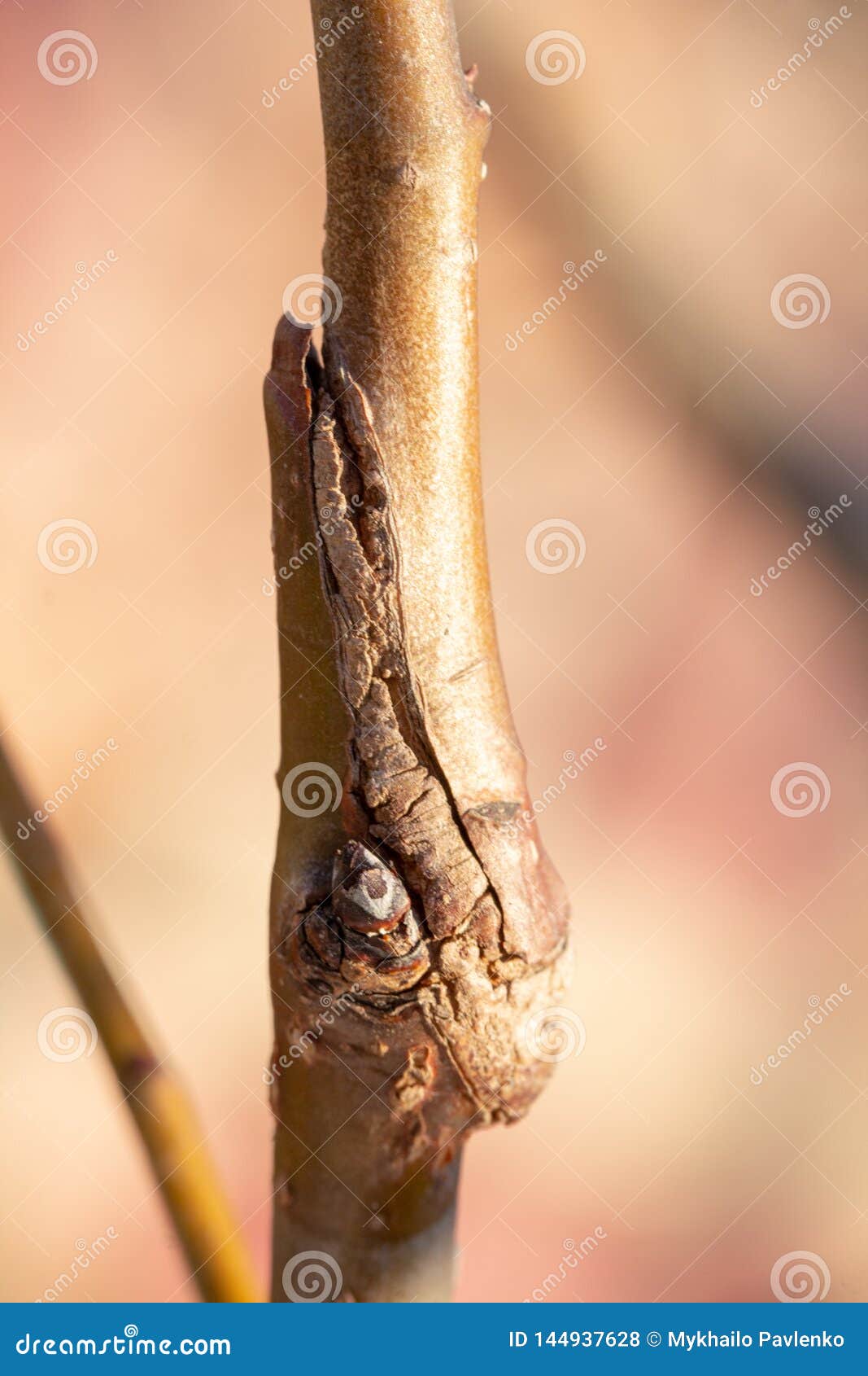 The Process of Healing a Wound on a Fruit Tree Stock Photo - Image of ...