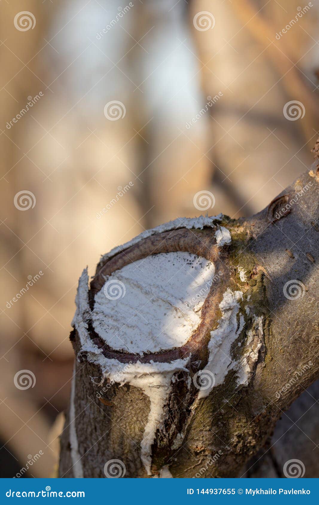 Wound In Oak Tree Background Texture Stock Photo | CartoonDealer.com ...