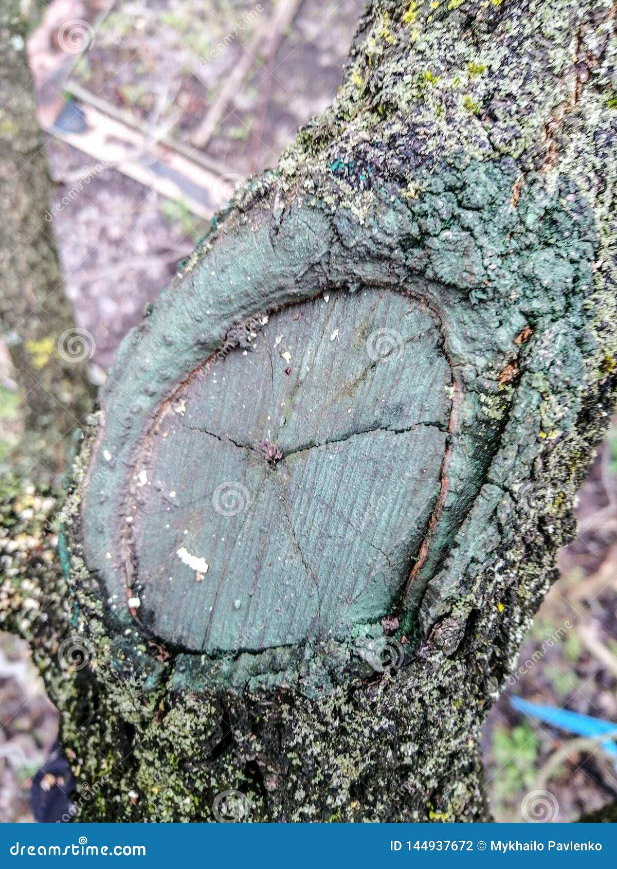 The Process of Healing a Wound on a Fruit Tree Stock Photo - Image of ...