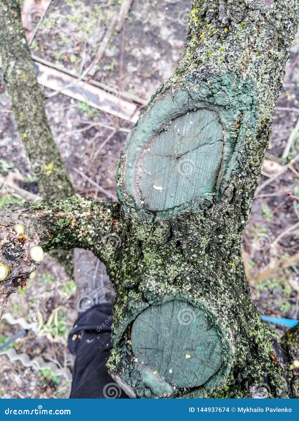 Wound On A Tree Royalty-Free Stock Photography | CartoonDealer.com #7108559