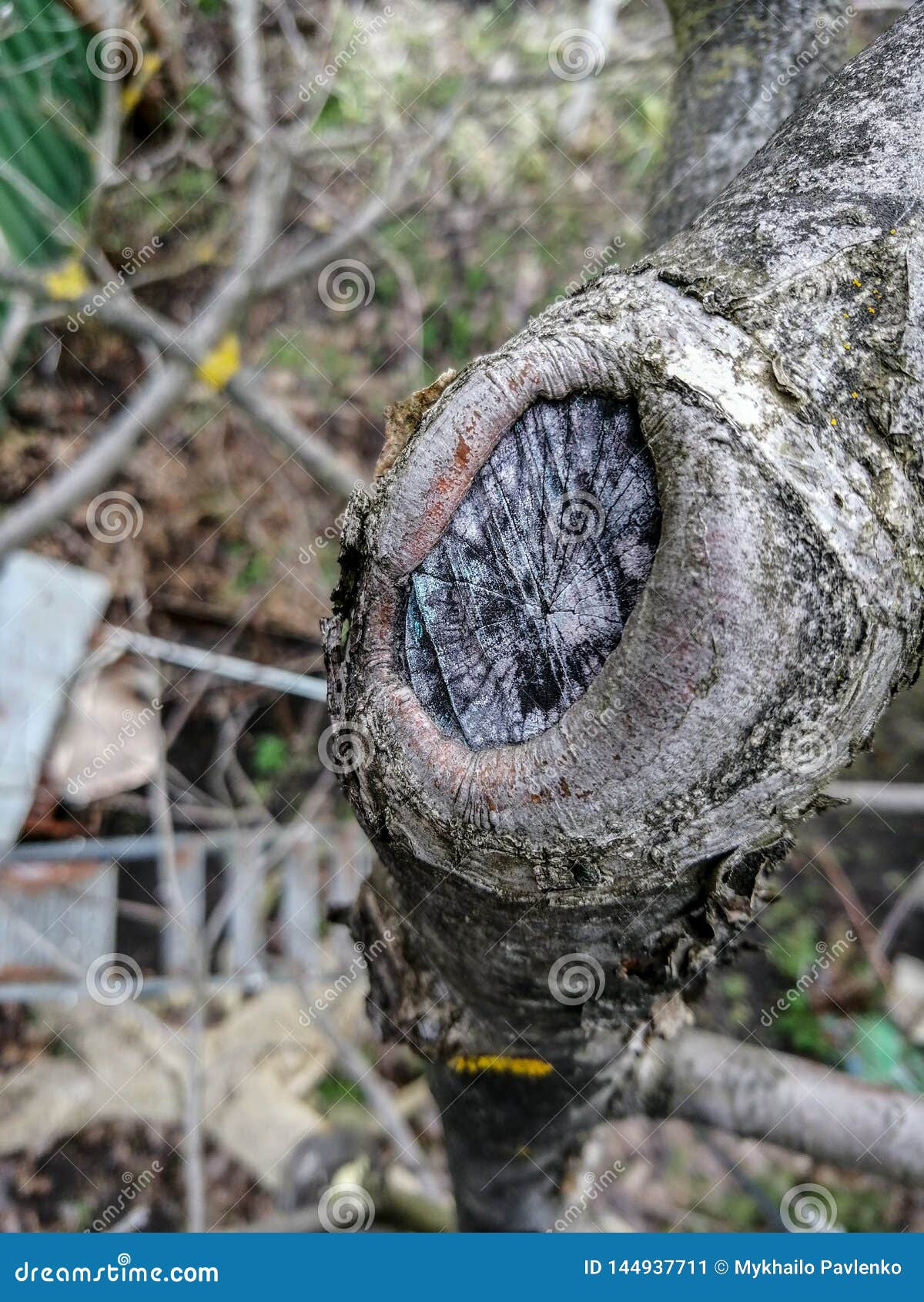 The Process of Healing a Wound on a Fruit Tree Stock Image - Image of ...