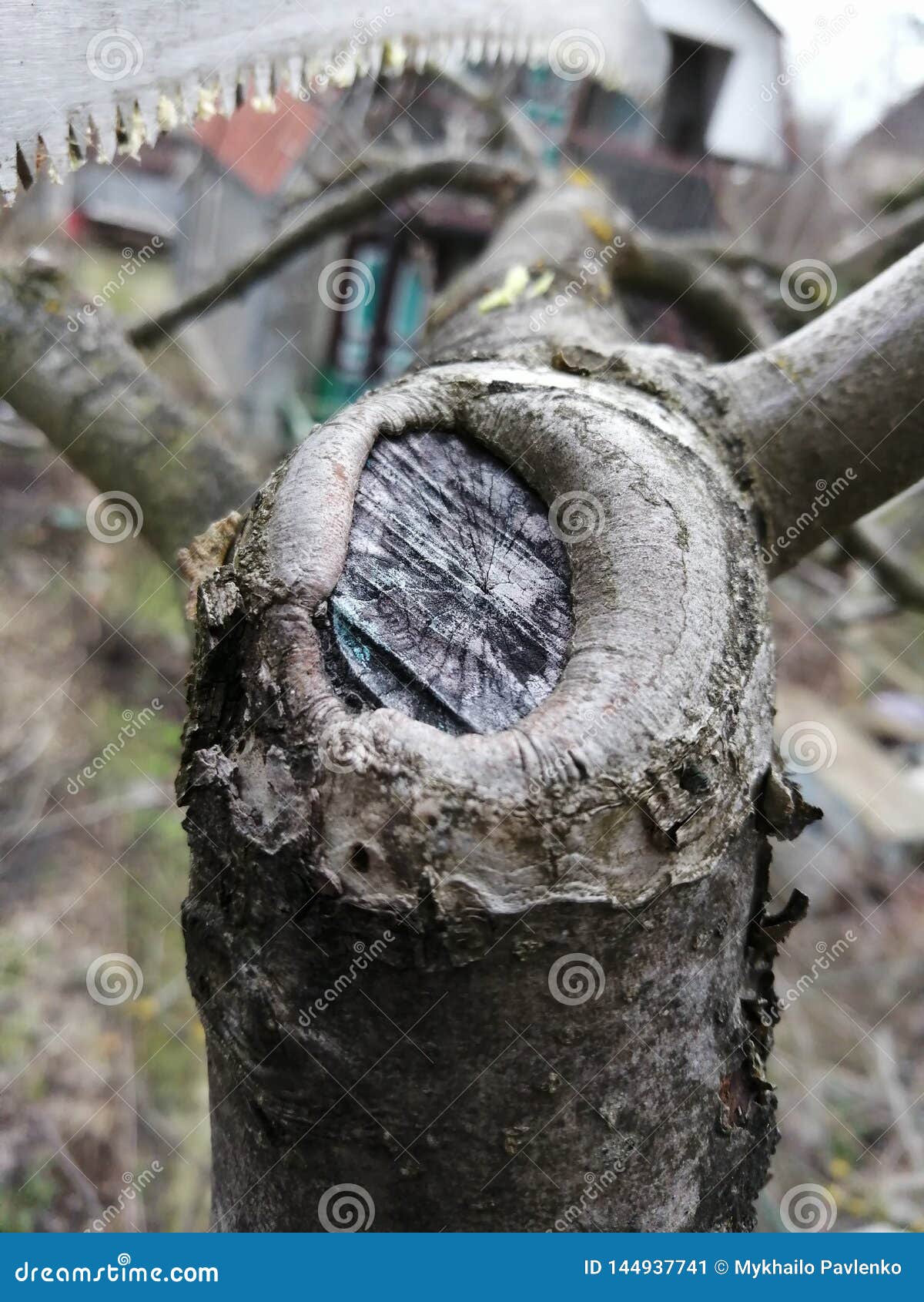 Wound In Oak Tree Background Texture Stock Photo | CartoonDealer.com ...