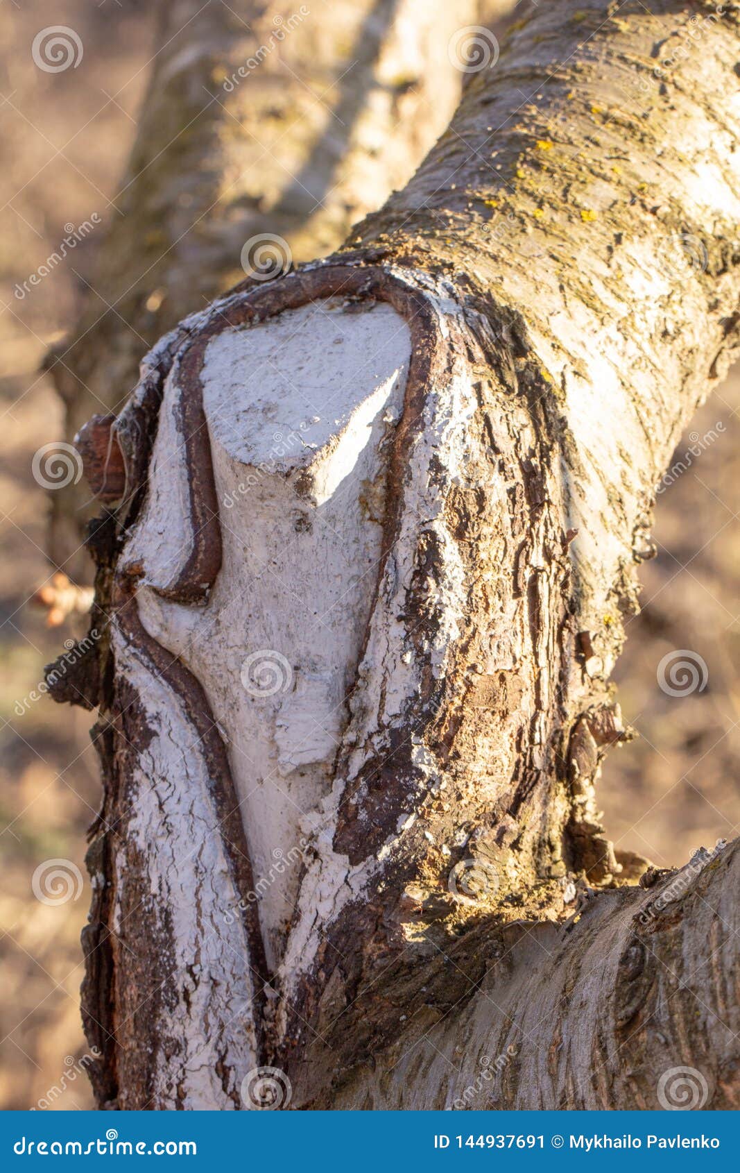 Wound In Oak Tree Background Texture Stock Photo | CartoonDealer.com ...