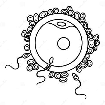 Process of Human Fertilization for Coloring Page. Stock Illustration ...