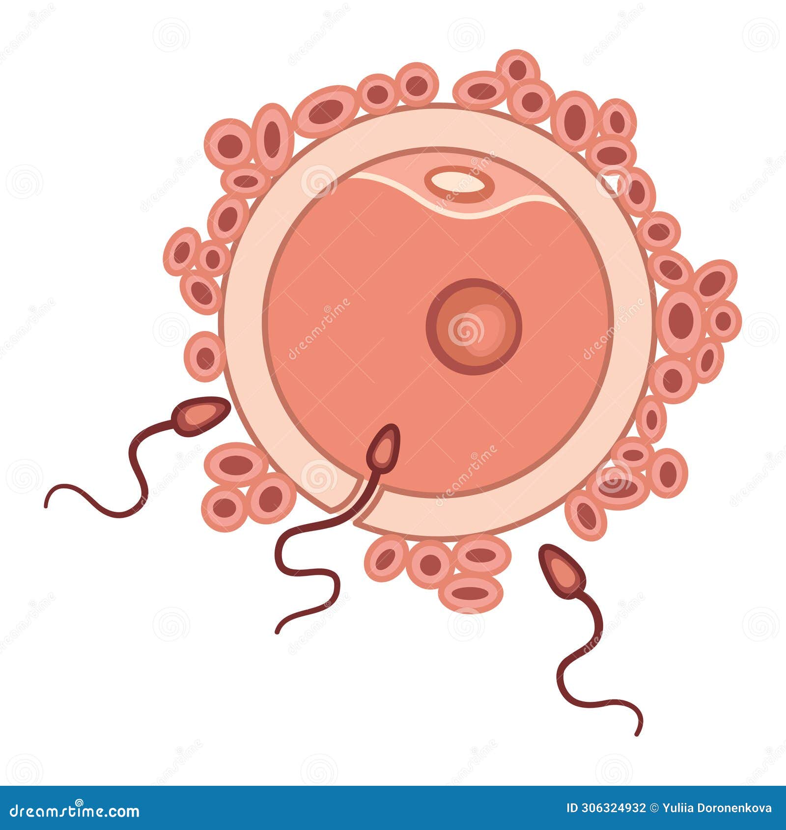Process of Human Fertilization. Stock Illustration - Illustration of ... Process of Human Fertilization. Stock Illustration - Illustration of ...