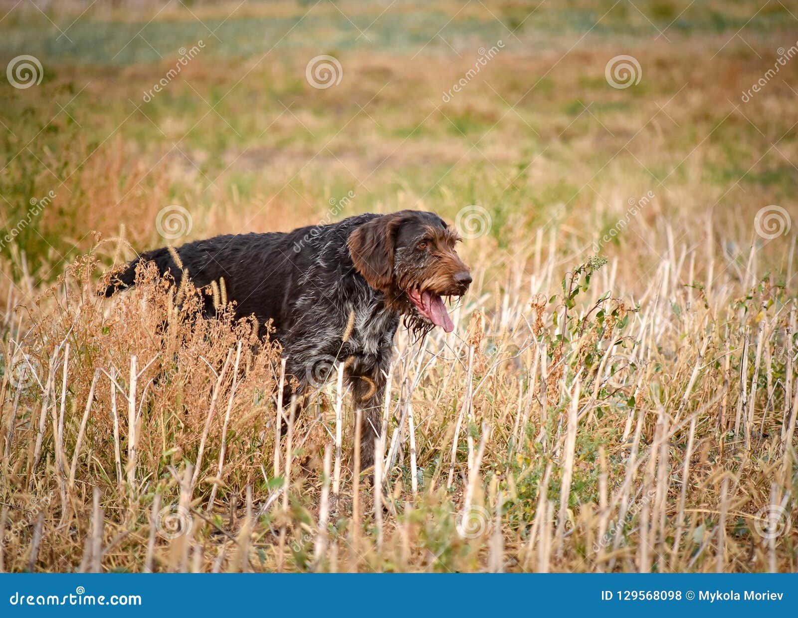 A Process of Hunting during Hunting Season, Process of Quail Hunting ...