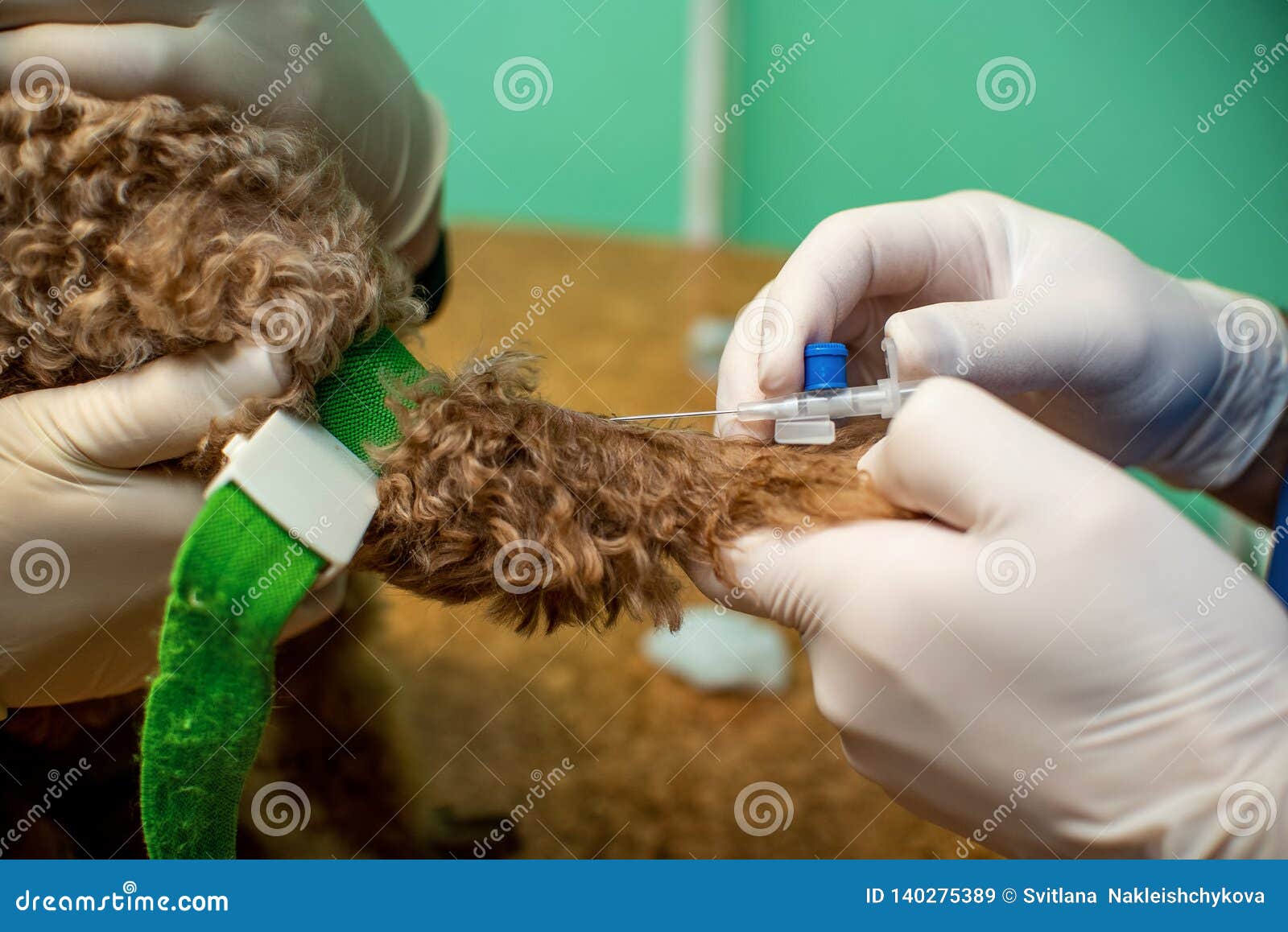 The Process of Introducing an Animal into Anesthesia Stock Image ...