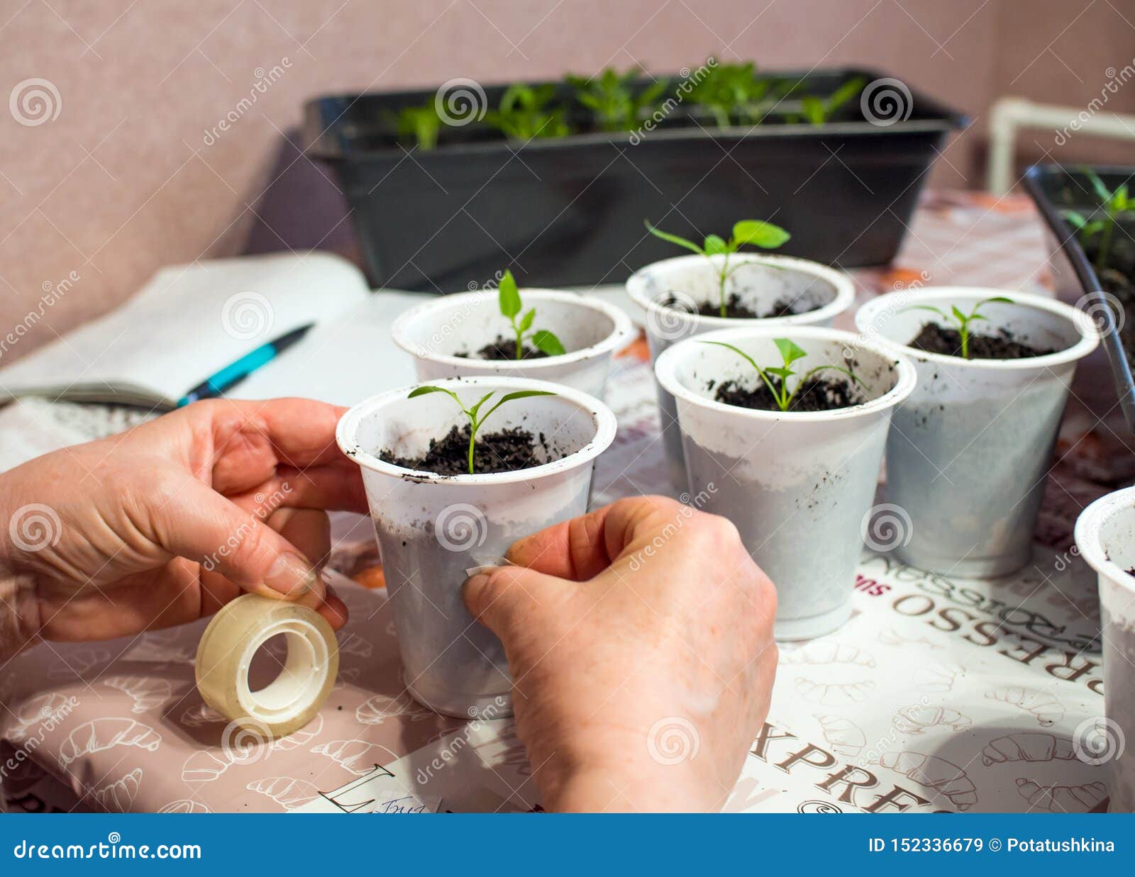 The Process of Labeling Cups of Seedlings Editorial Stock Image - Image ...