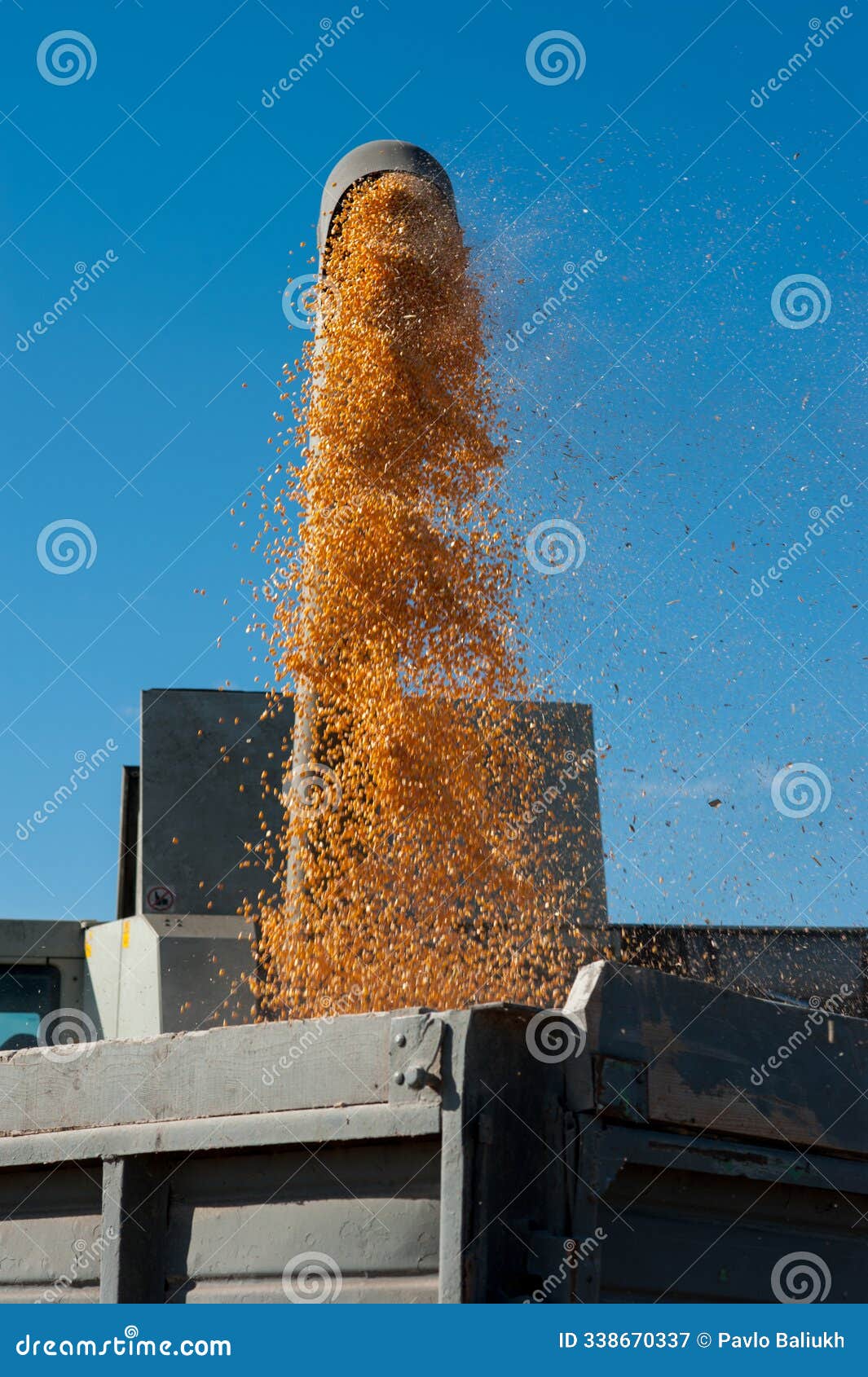 The Process of Loading Corn Grain from the Combine To the Trailer Stock ...