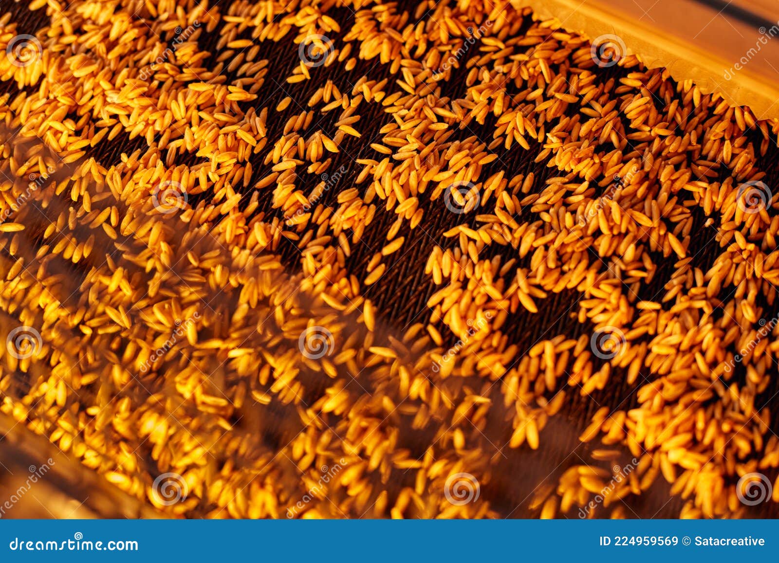 Machine Drying Wheat Grains on Conveyor Stock Image - Image of produce ...