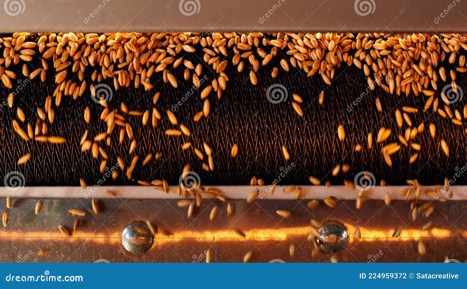 Machine Drying and Transporting Wheat Grains Stock Photo - Image of ...