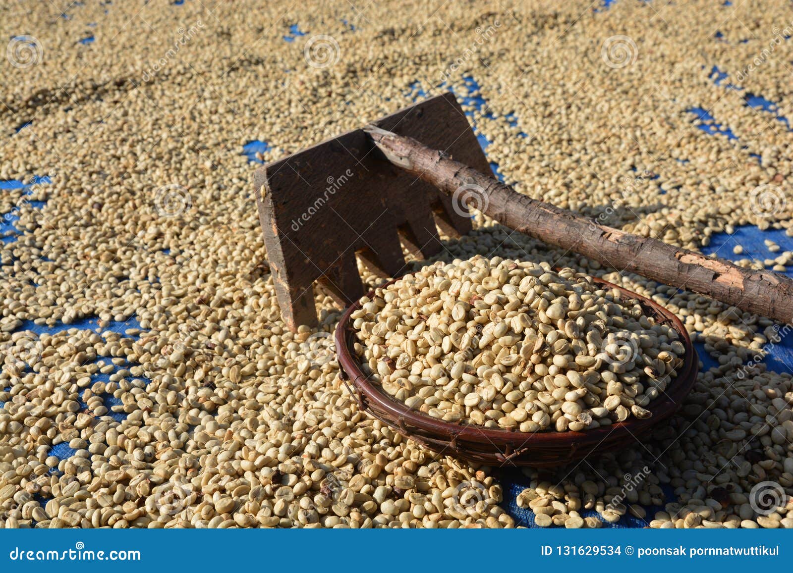 The Process of Making Coffee Beans Dry by Using Sunlight Stock Photo ...