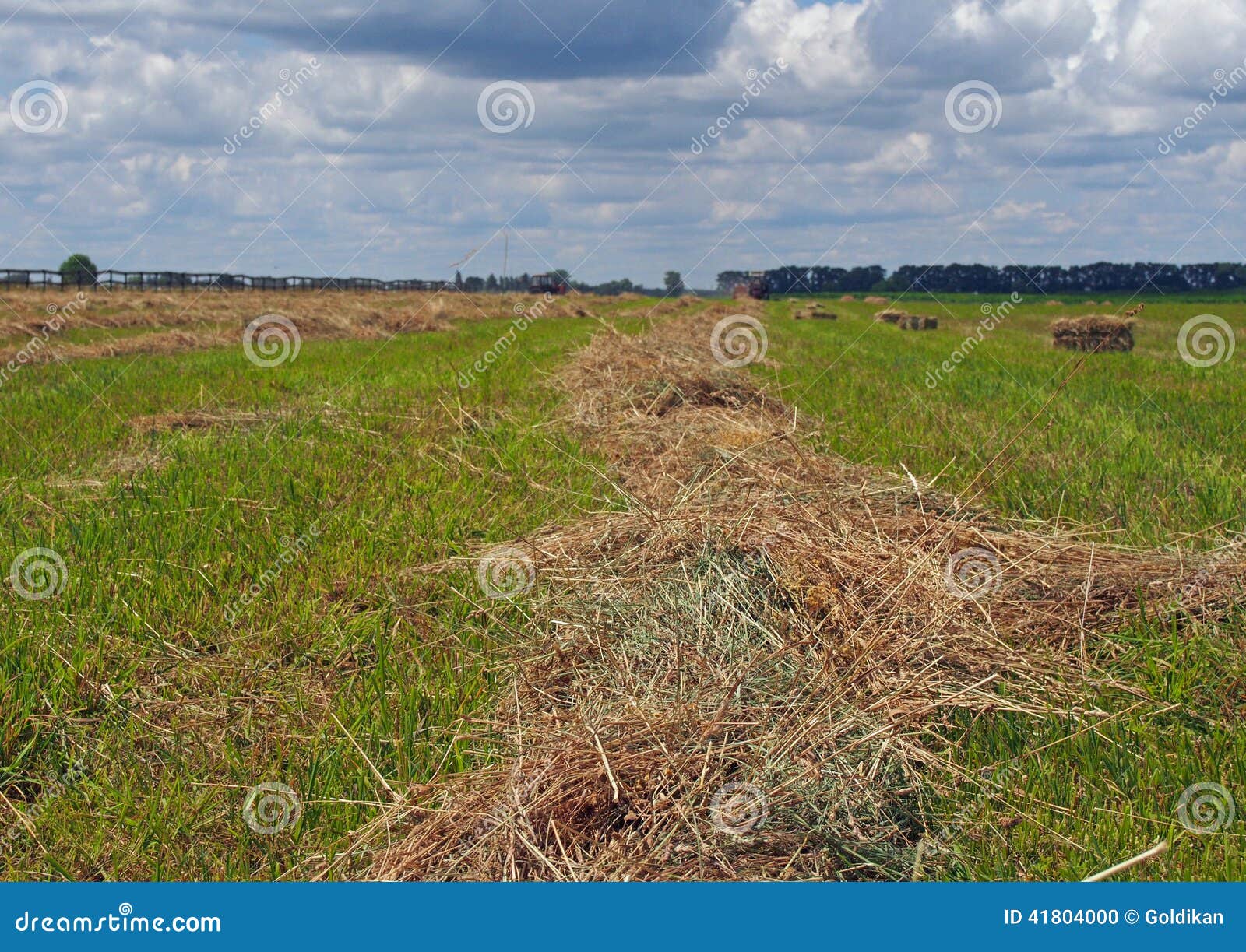 Process of making hay stock photo. Image of cocksfoot - 41804000