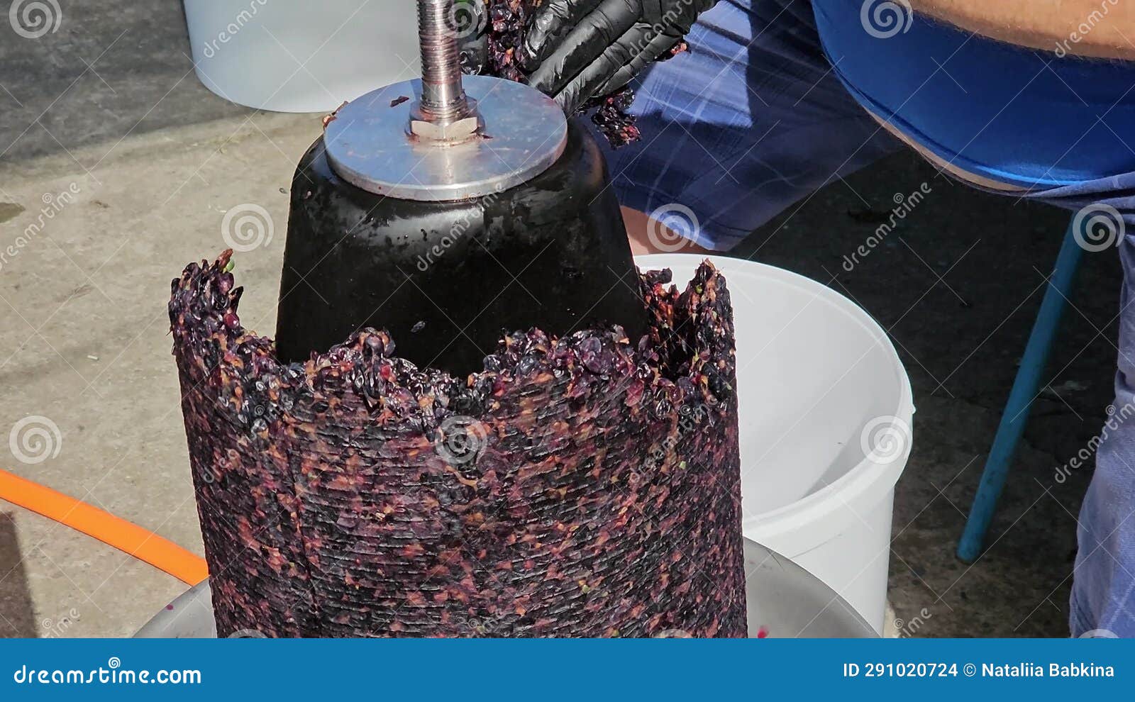 The Process of Making Homemade Grape Wine. a Winemaker Collects Grape ...