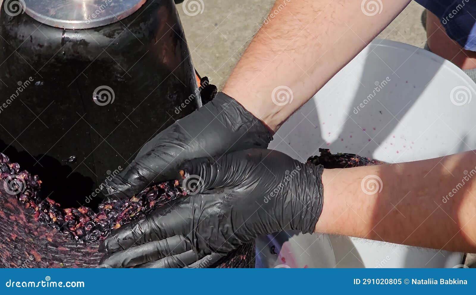 The Process of Making Homemade Grape Wine. a Winemaker Collects Grape ...