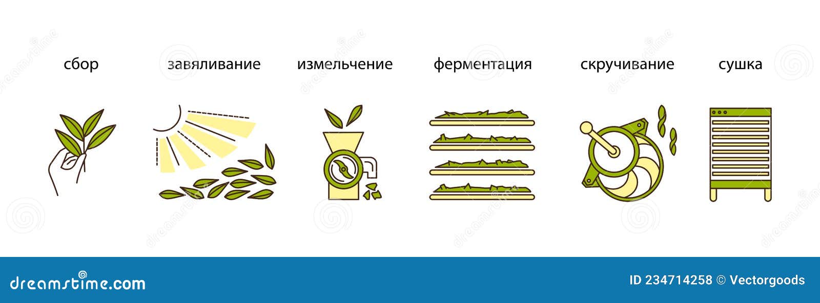 The Process of Making Tea by Stages Stock Vector - Illustration of ...