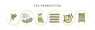 The Process of Making Tea by Stages Stock Vector - Illustration of ...