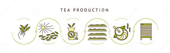 The Process of Making Tea by Stages Stock Vector - Illustration of ...