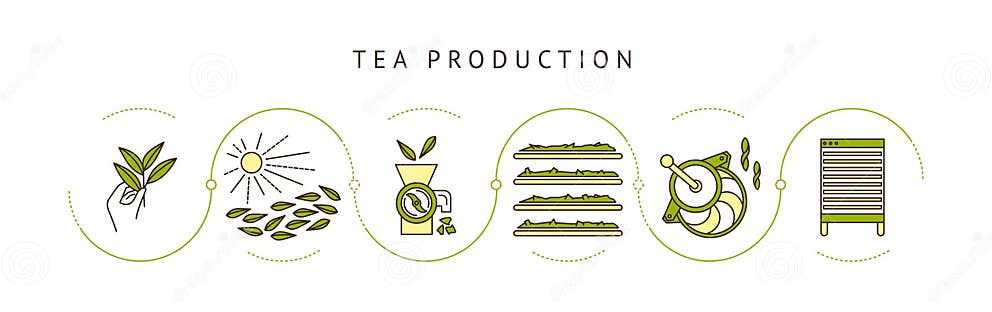 The Process of Making Tea by Stages Stock Vector - Illustration of ...