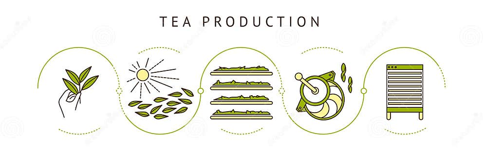 The Process of Making Tea by Stages Stock Vector - Illustration of ...