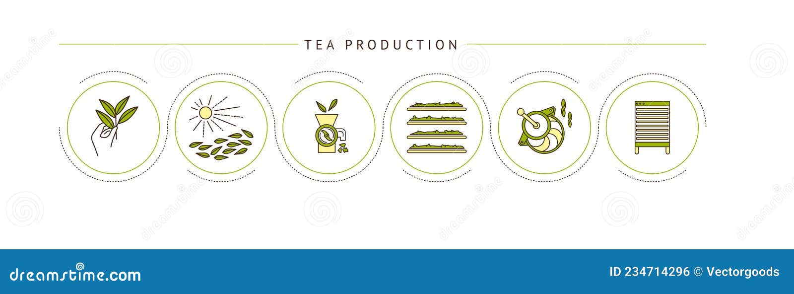 The Process of Making Tea by Stages Stock Vector - Illustration of ...
