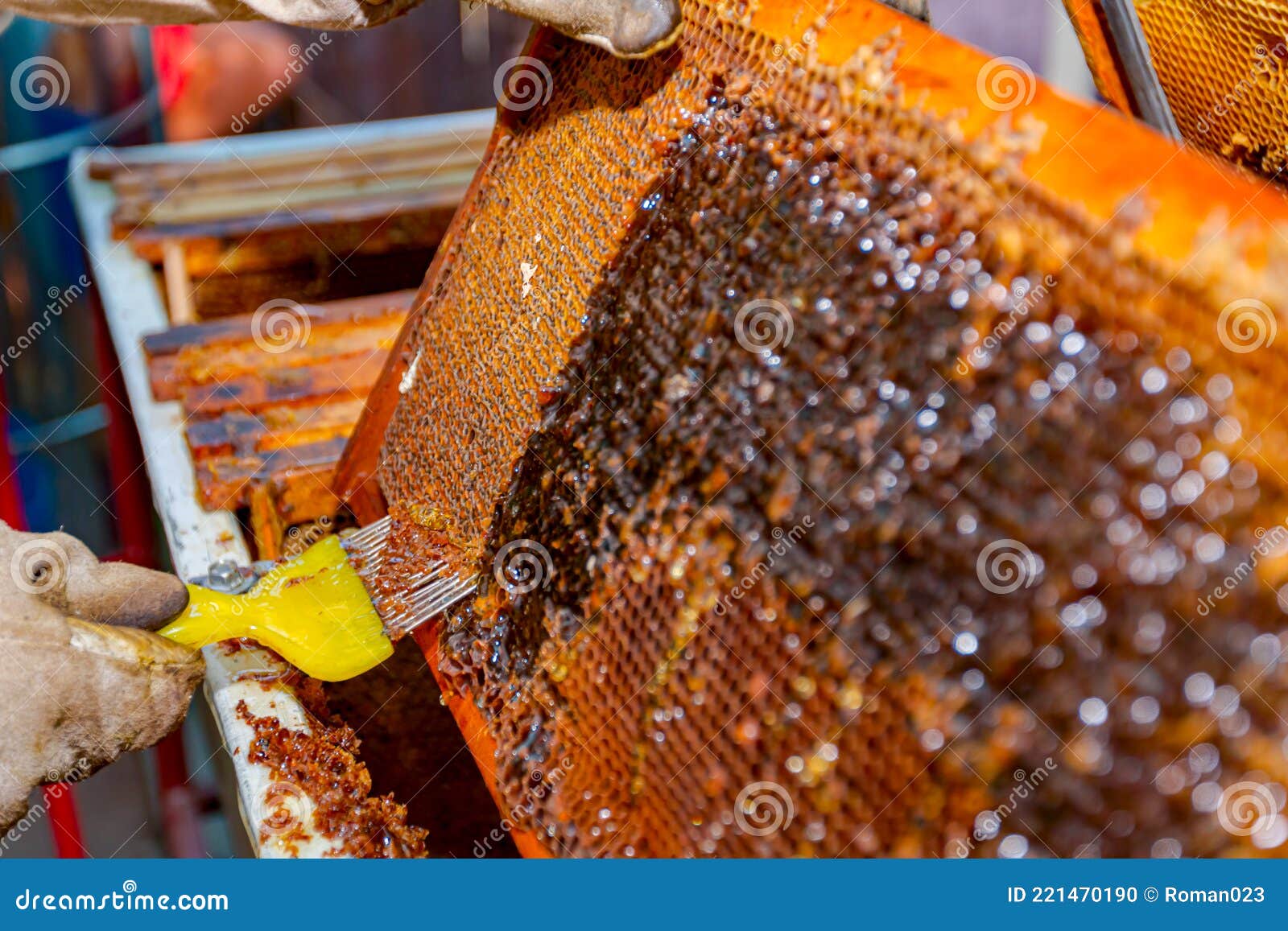 Process of Manually Opening the Honeycomb, Preparation for Extracting ...