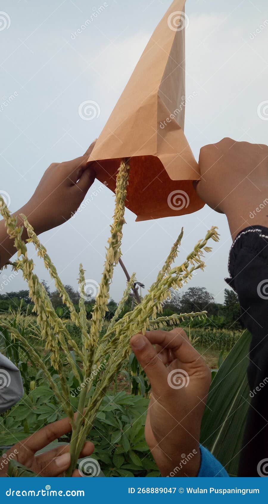 .The Process Of Mating Turtles In The Zoo. Breeding Turtles Around The ...