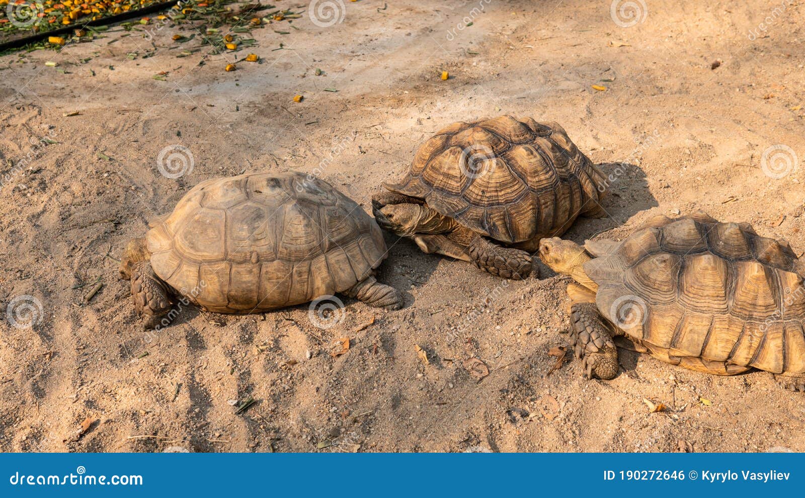 .the Process of Mating Turtles in the Zoo. Breeding Turtles Around the ...