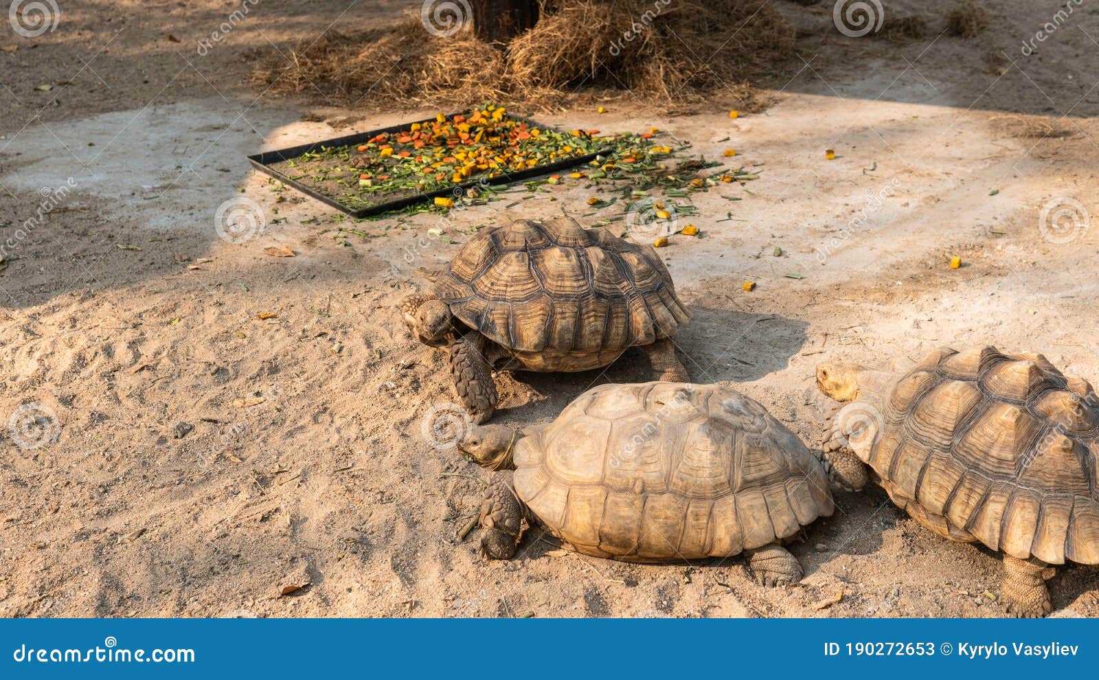 .The Process Of Mating Turtles In The Zoo. Breeding Turtles Around The ...