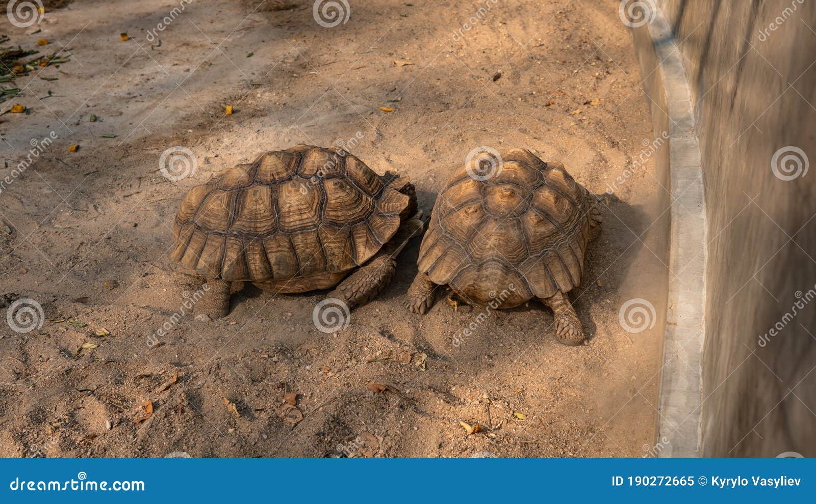 .The Process Of Mating Turtles In The Zoo. Breeding Turtles Around The ...