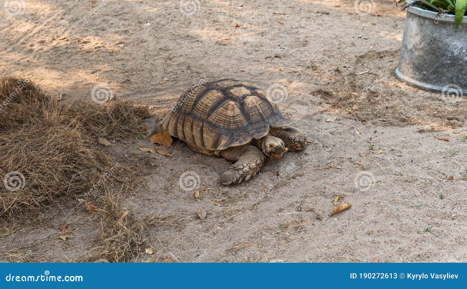 .the Process of Mating Turtles in the Zoo. Breeding Turtles Around the ...
