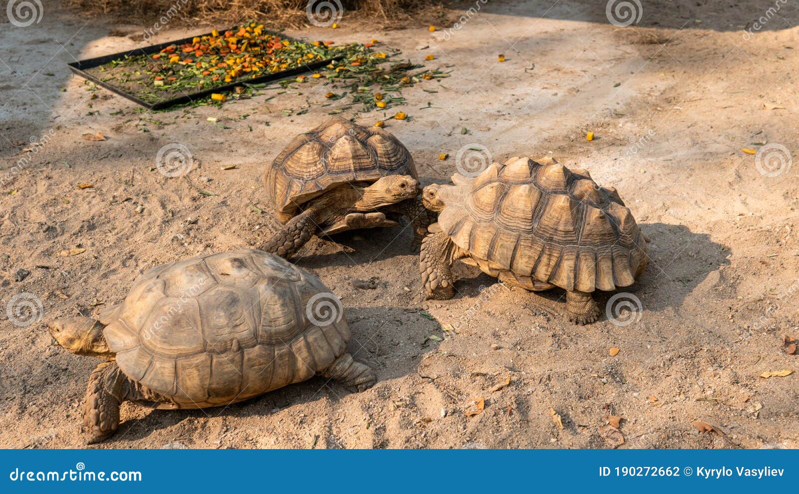 .the Process of Mating Turtles in the Zoo. Breeding Turtles Around the ...