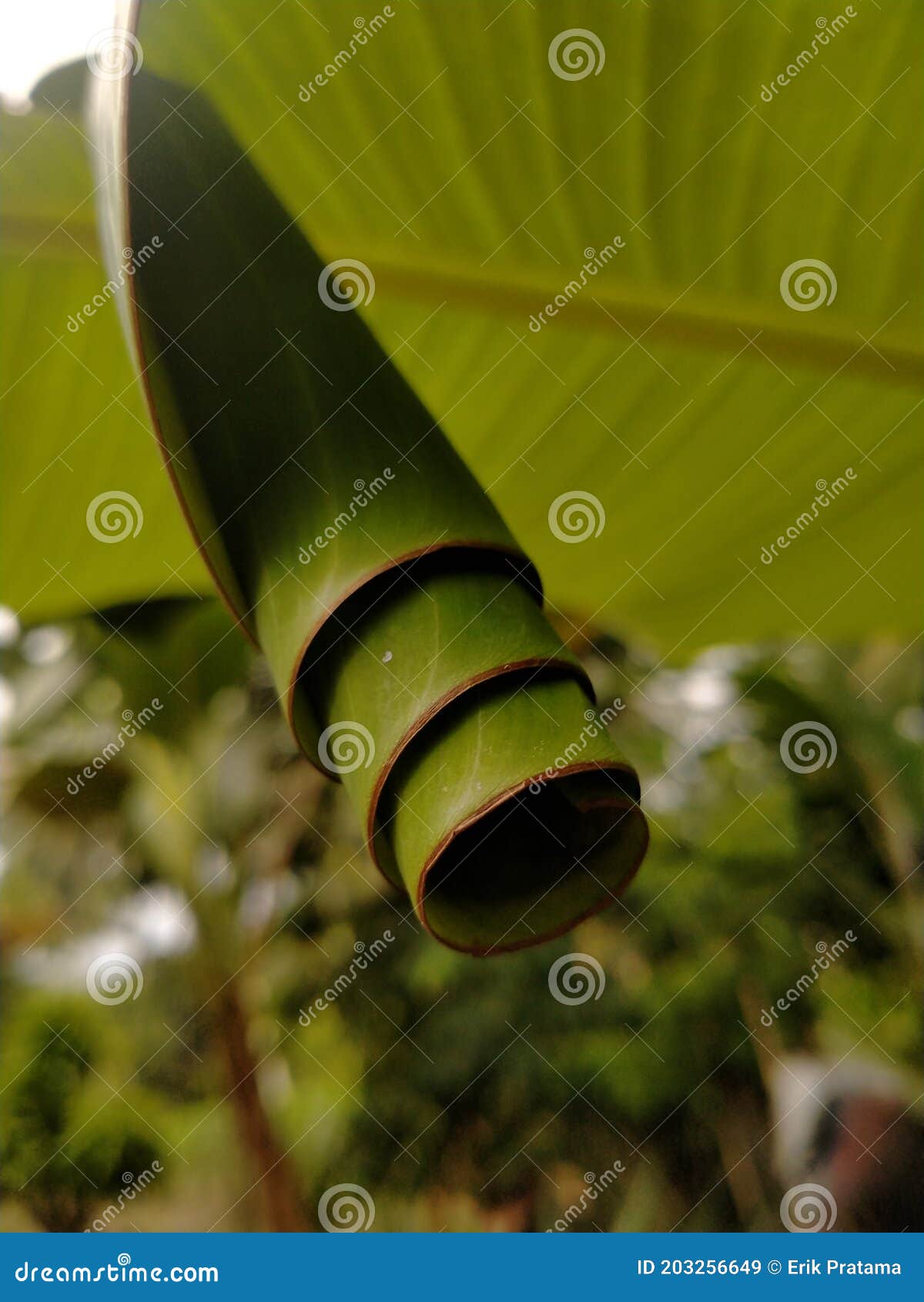 The Process of Metamorphosis in Insects Stock Image - Image of green ...