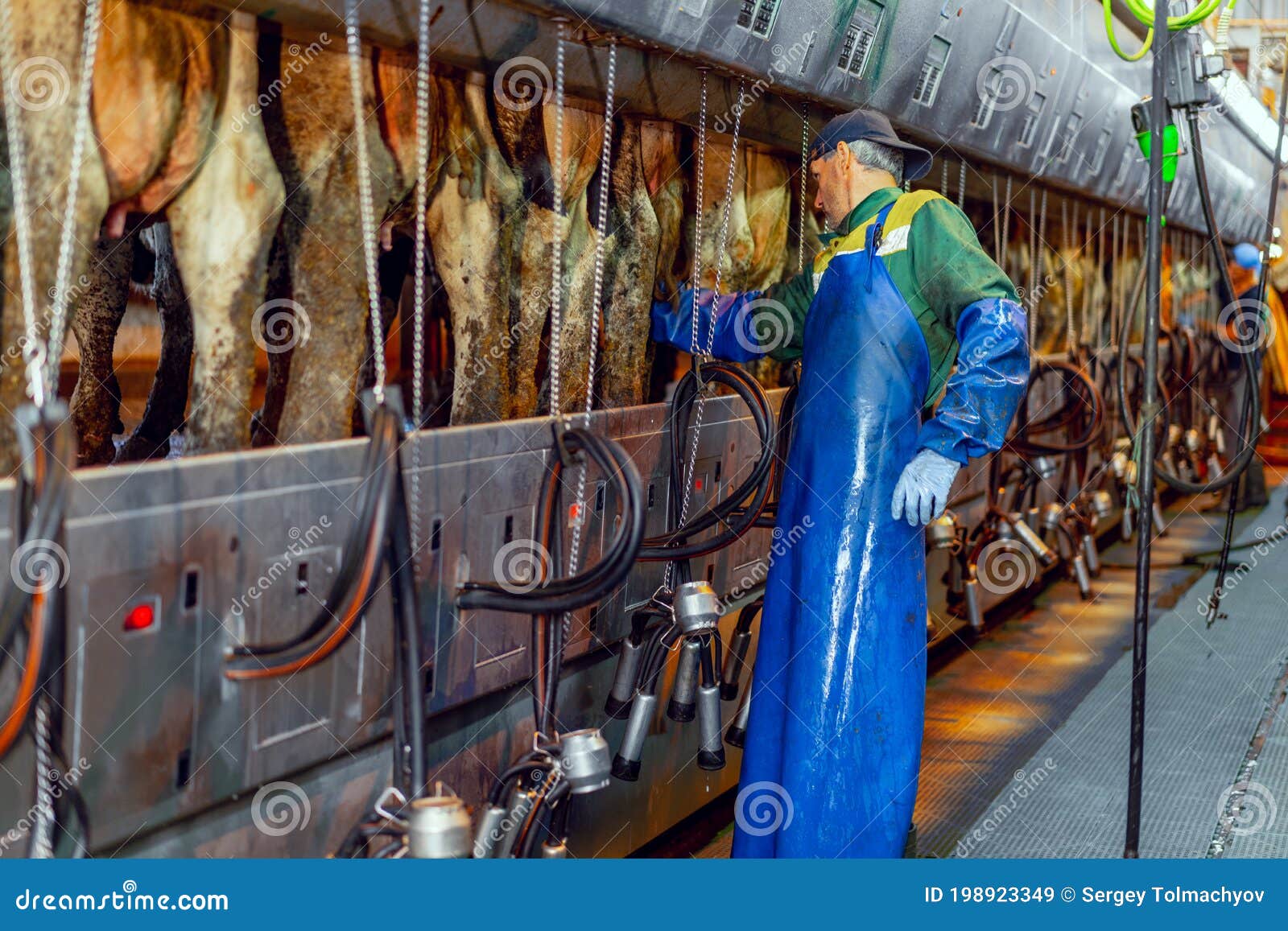 Process of Milking Cows with Industrial Equipment Editorial Stock Image ...