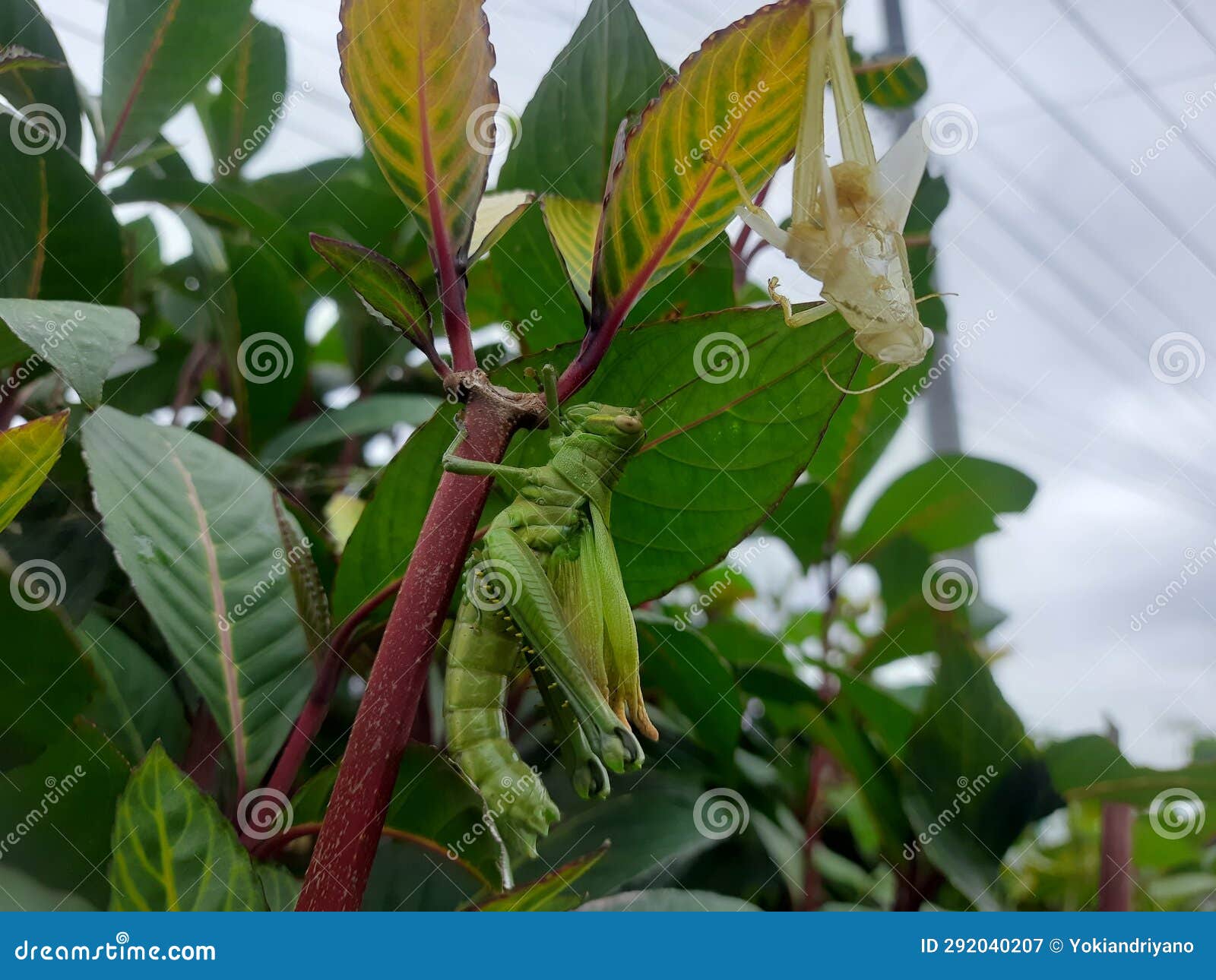 The Process of Molting Grasshopper Skin, the Life Cycle of Grasshoppers ...