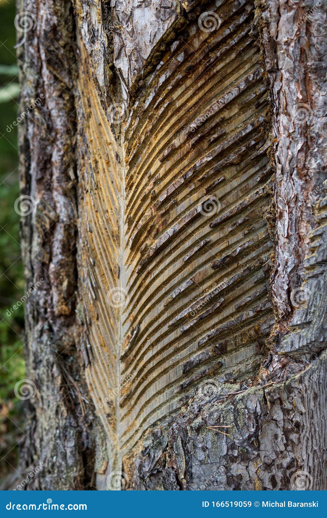 Process of obtaining rosin stock image. Image of shedpine - 166519059
