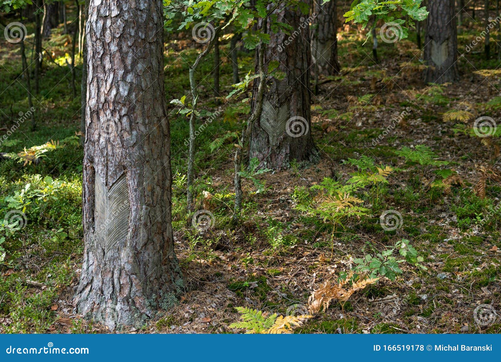 Process of obtaining rosin stock photo. Image of collect - 166519178