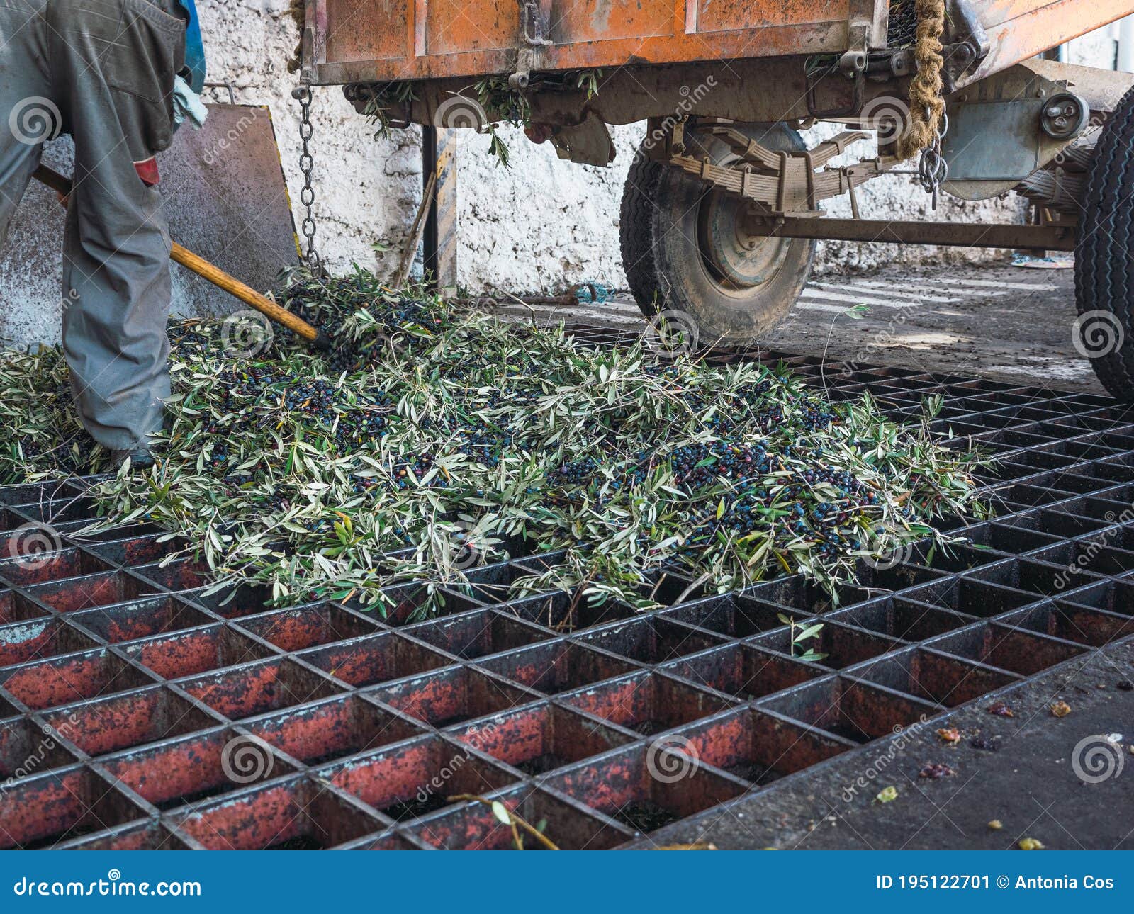 The Process of Olive Cleaning and Defoliation in a Modern Oil Mill ...